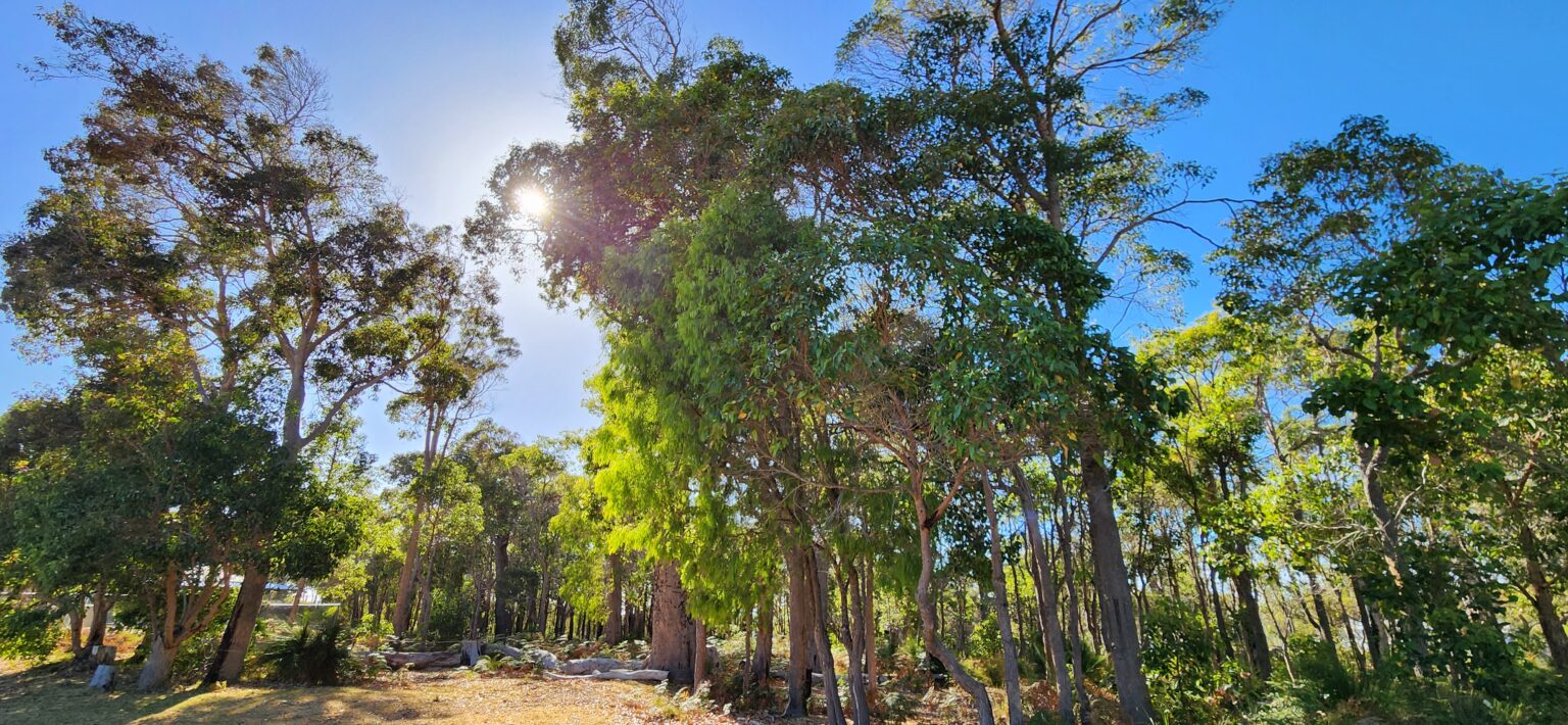Home - Augusta Primary School